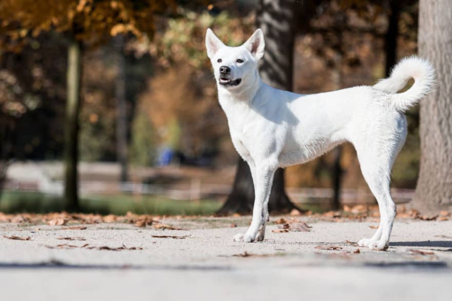 24 Dog Breeds That Begin With C – North American Nature