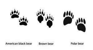 Characteristics Of North American Bears – North American Nature