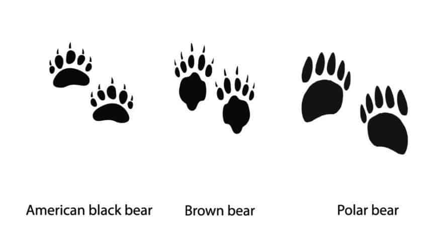 Characteristics Of North American Bears – North American Nature