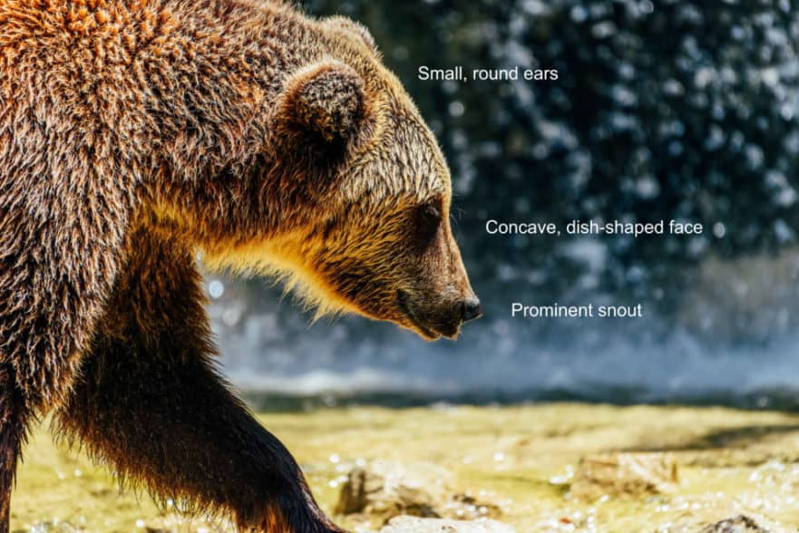 Physical Characteristics Of Bears – North American Nature