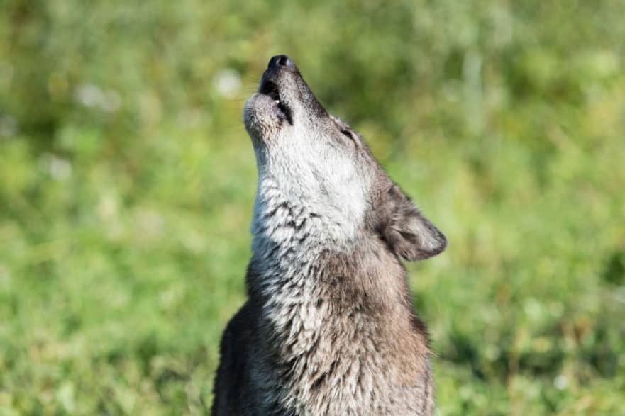 Which Mammals Live In Wisconsin? – North American Nature