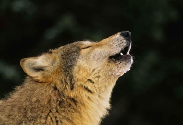 What Do Wolves Eat? – North American Nature
