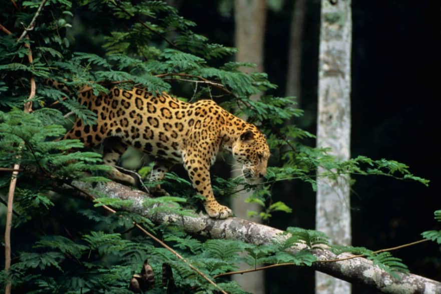 101 Facts About Jaguars – North American Nature