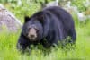 Characteristics Of North American Bears – North American Nature