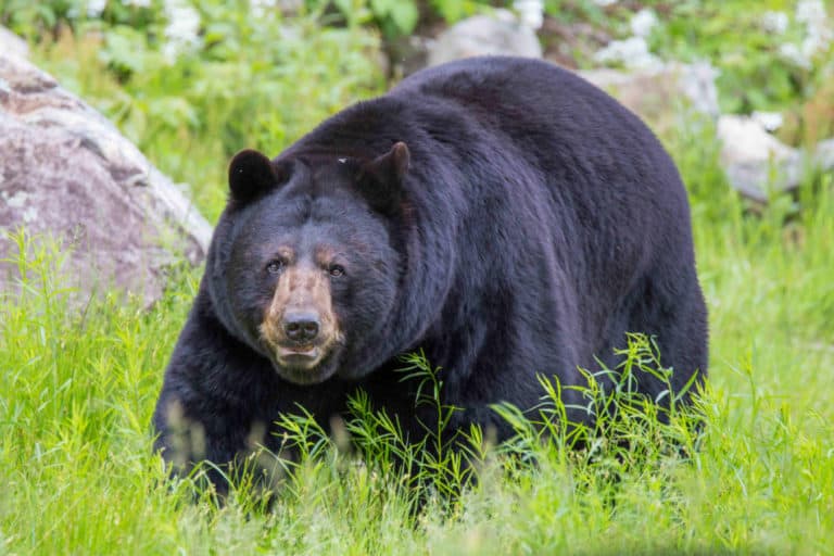 Characteristics Of North American Bears – North American Nature