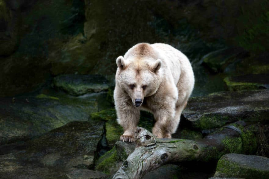 Physical Characteristics Of Bears – North American Nature