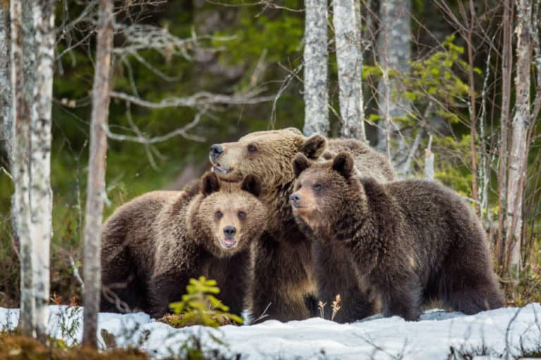 101 Facts About Grizzly Bears – North American Nature