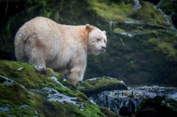 Physical Characteristics Of Bears – North American Nature