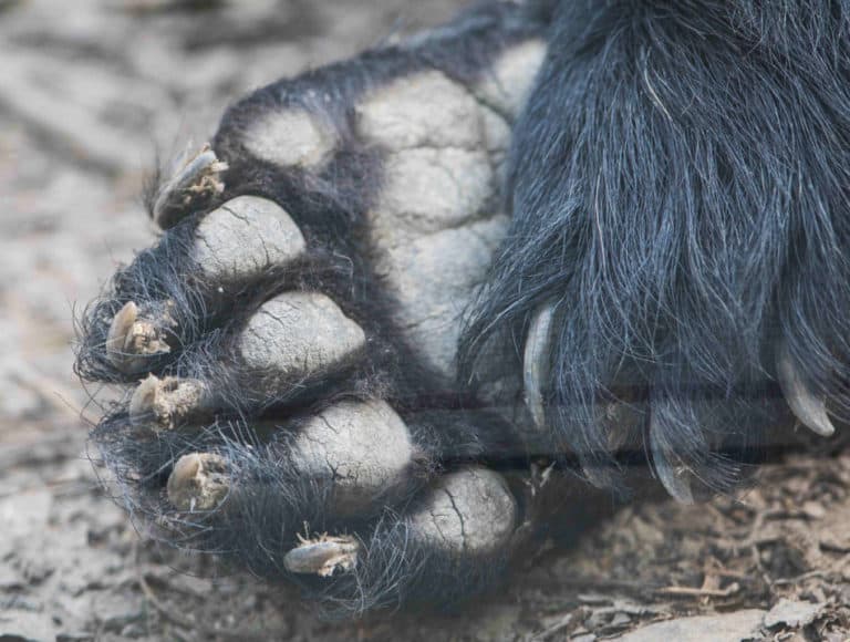 Physical Characteristics Of Bears – North American Nature