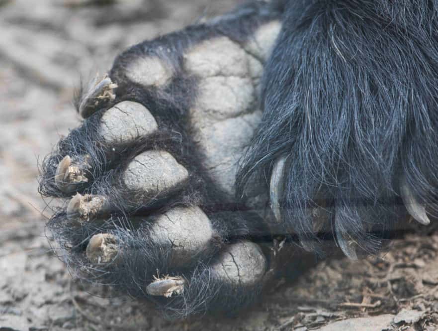 Physical Characteristics Of Bears – North American Nature