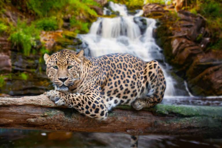 101 Facts About Jaguars – North American Nature