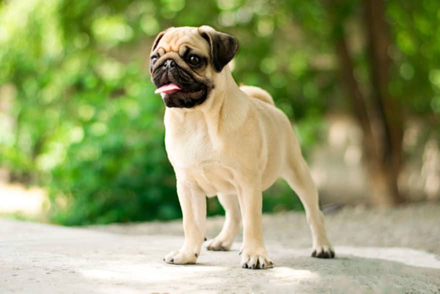 24 Dog Breeds That Begin With P – North American Nature