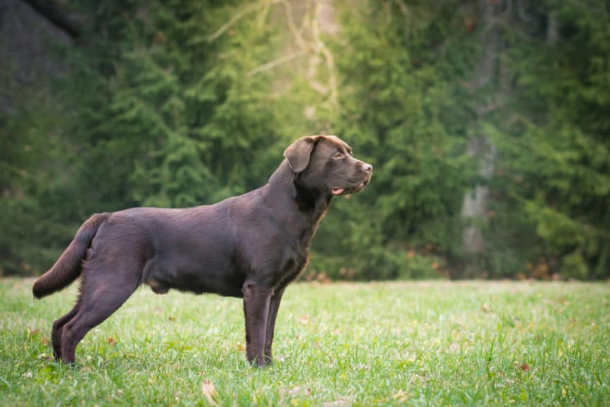 5 Dog Breeds That Begin With L – North American Nature