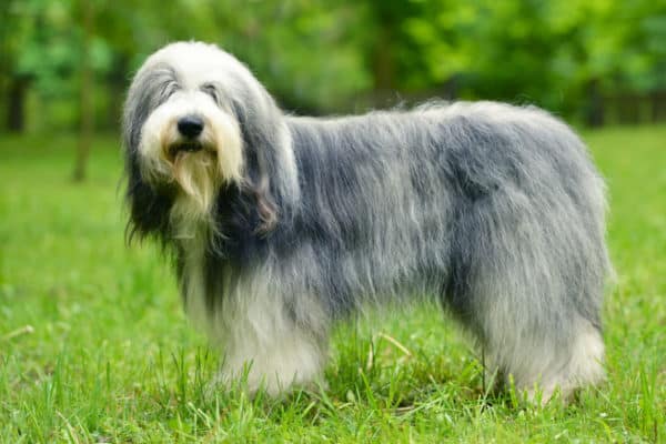 2 Dog Breeds That Begin With O – North American Nature