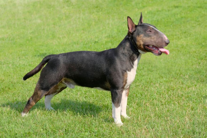 8 Dog Breeds That Begin With M – North American Nature