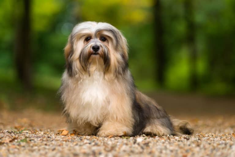 Dog Breeds Beginning With H – North American Nature