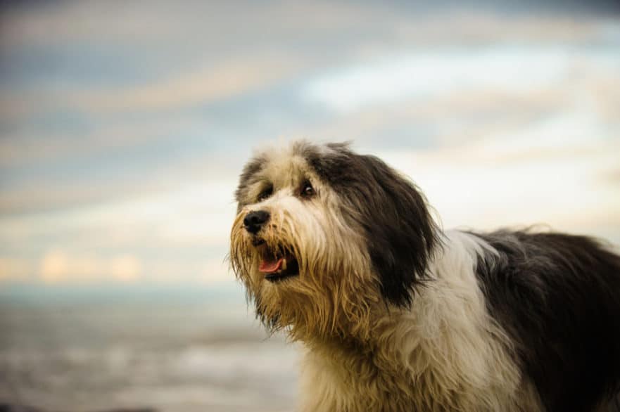24 Dog Breeds That Begin With P