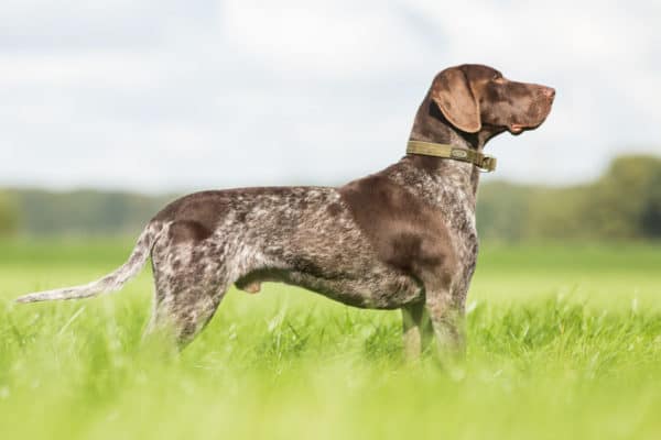 Dog Breeds Beginning With G