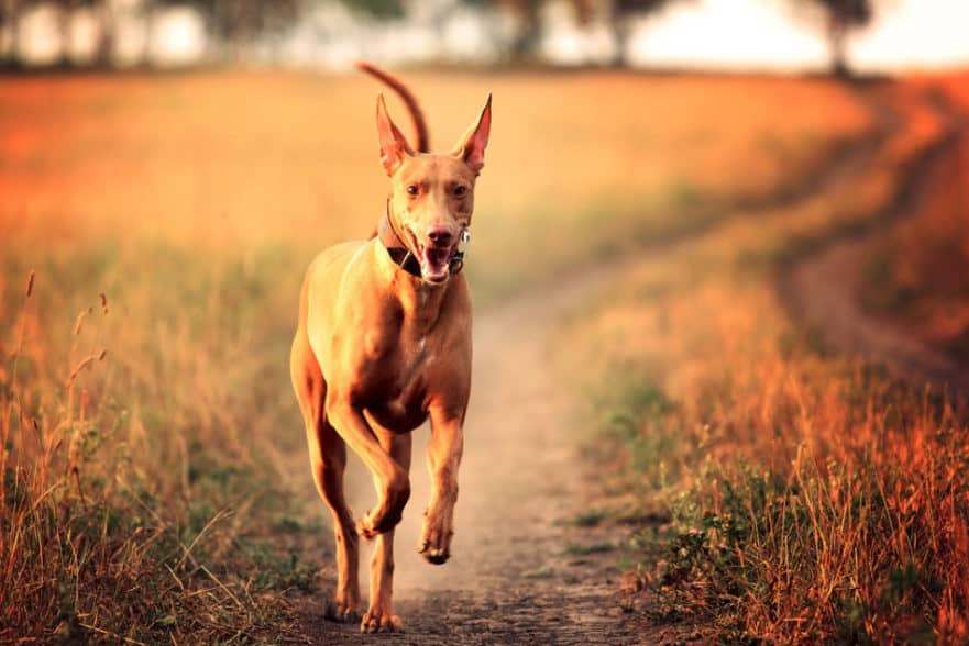 24 Dog Breeds That Begin With P – North American Nature