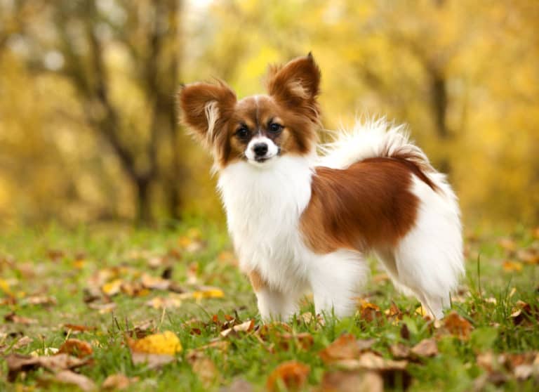 24 Dog Breeds That Begin With P – North American Nature