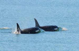 Why is Blubber Important? – North American Nature