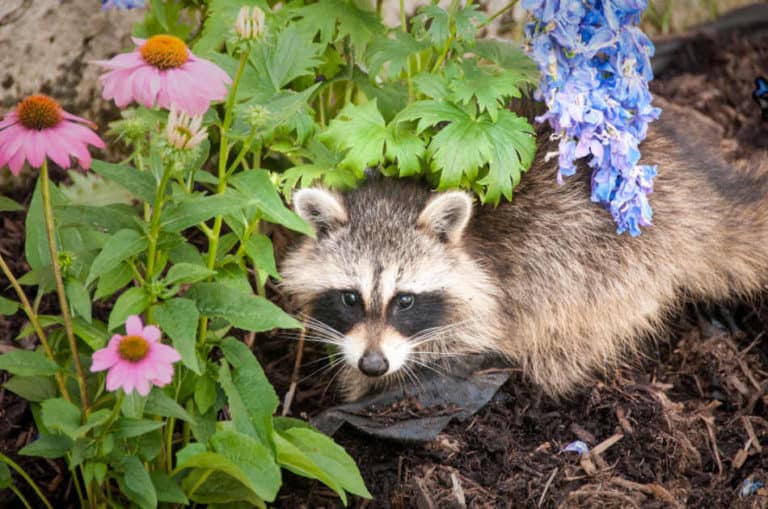 What Are The Predators Of Raccoons? – North American Nature