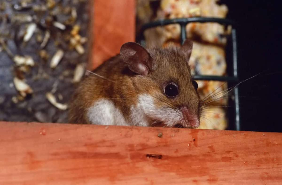 Which Mammals Live In Maryland?