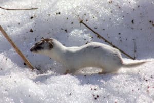 Which Mammals Live In North Carolina?