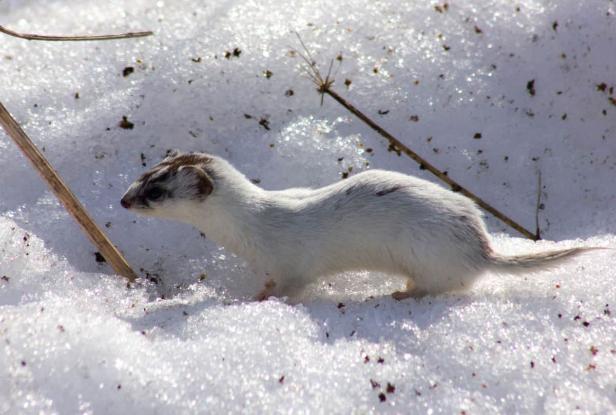 25 Mammals You Can See In Michigan – North American Nature