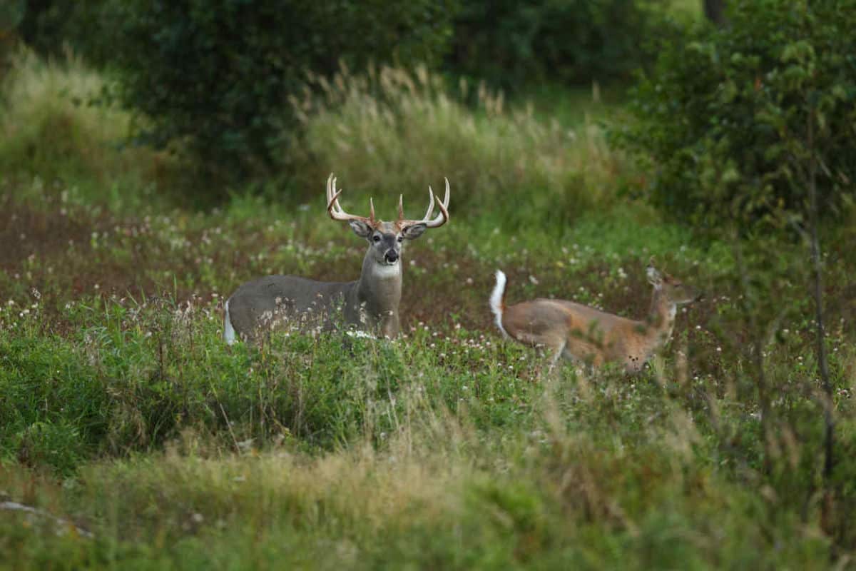 Which Mammals Live In Indiana?