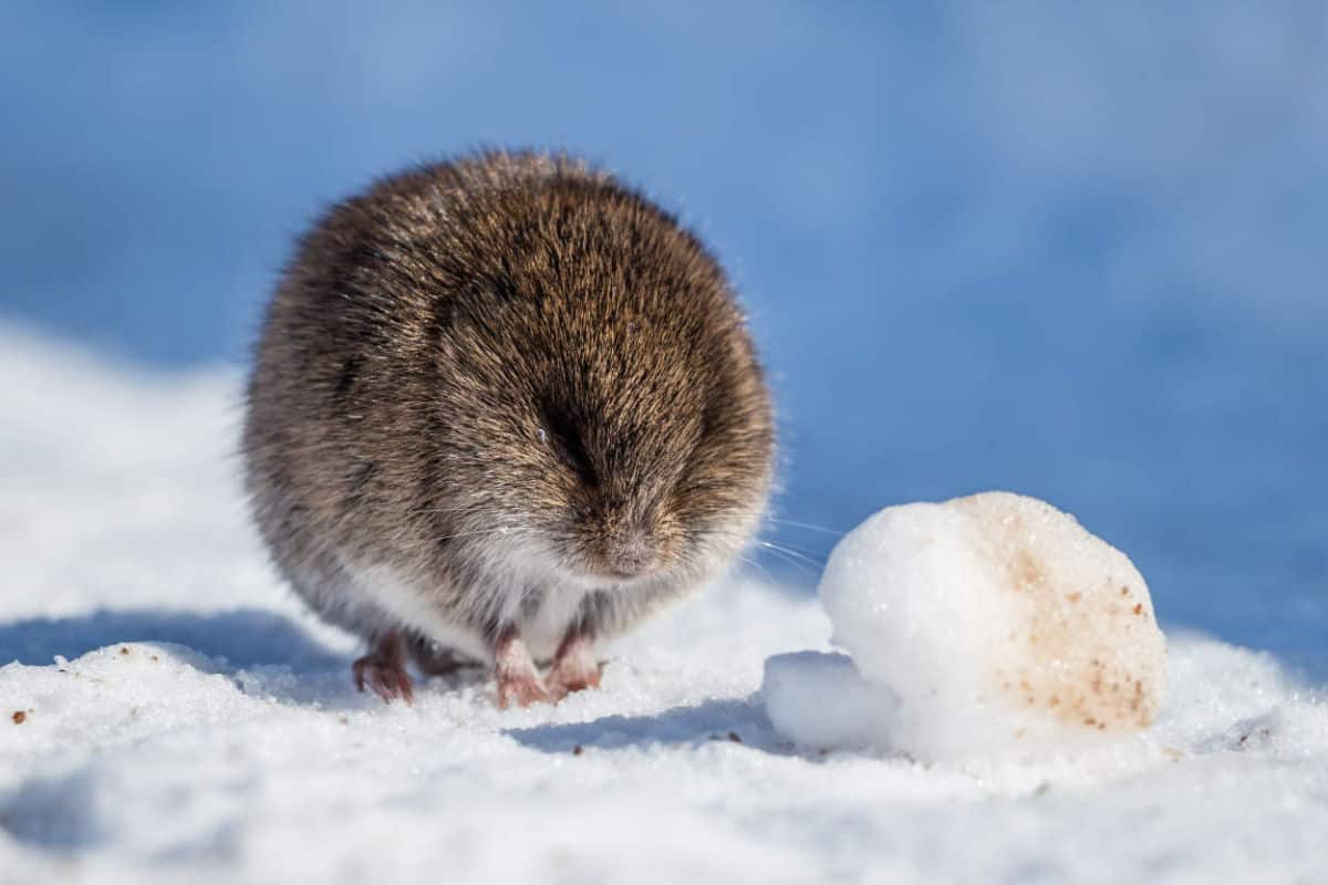 Which Mammals Live In Maryland?