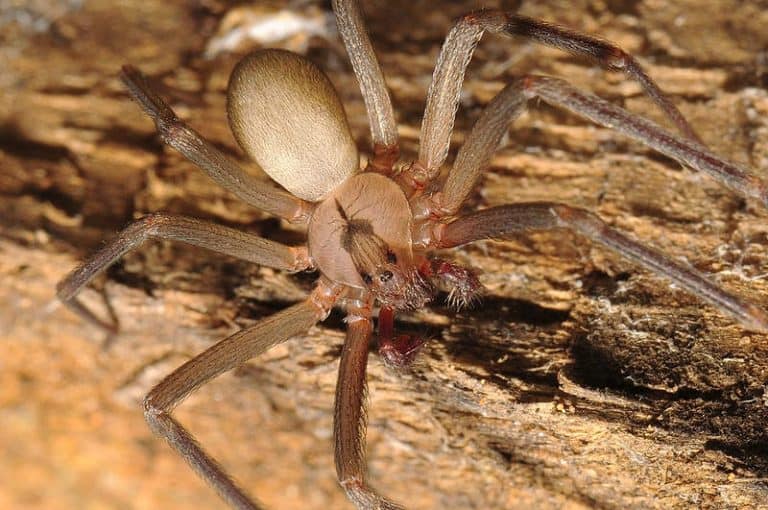 10 Most Dangerous Spiders Of North America – North American Nature