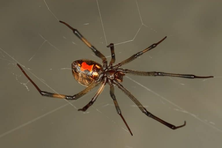 10 Most Dangerous Spiders Of North America – North American Nature