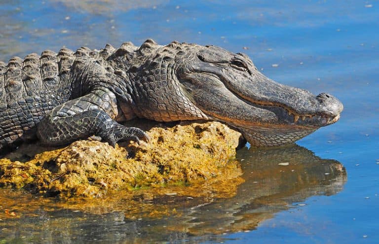 10 Largest Reptiles in North America – North American Nature