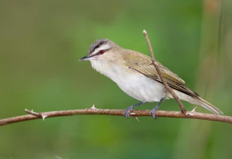 10 Most Common Birds In North America – North American Nature