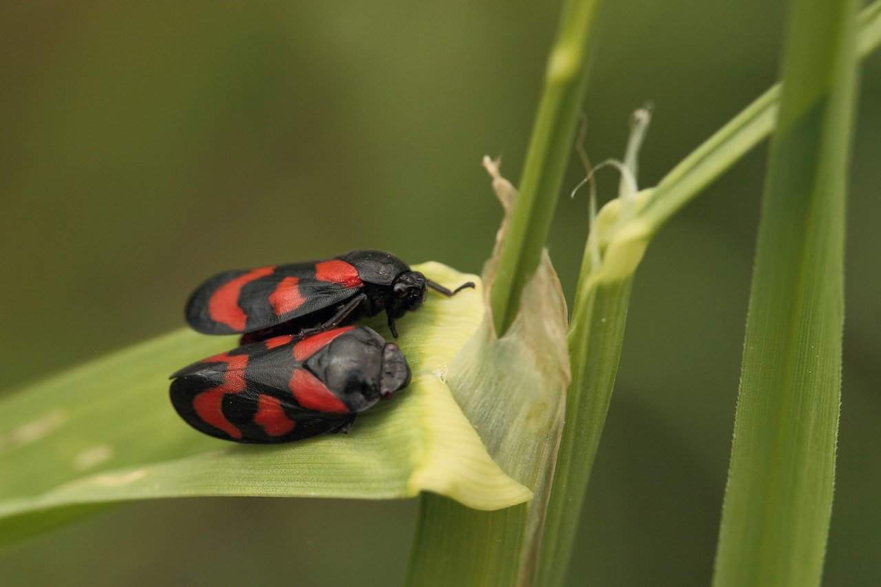 How Do Insects Eat? – North American Nature