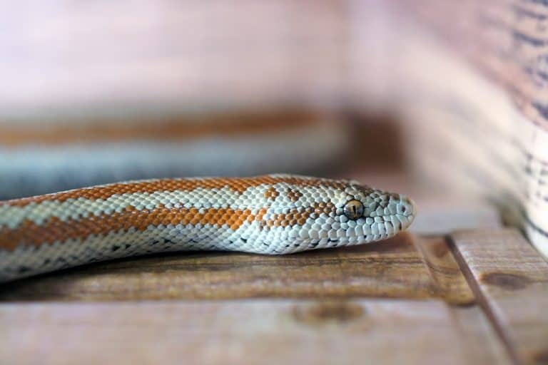 List Of North American Snakes