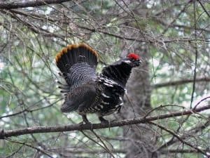 Game Birds Of North America – North American Nature