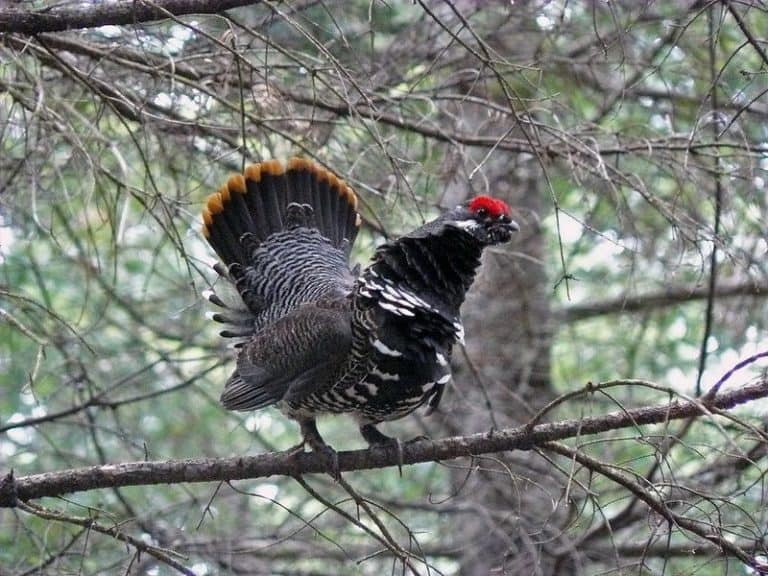 Game Birds Of North America – North American Nature