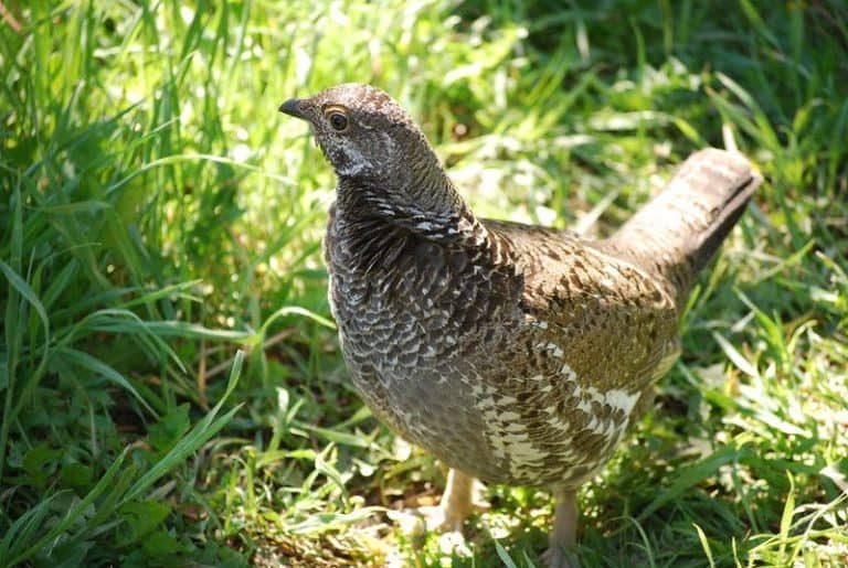 Game Birds Of North America – North American Nature