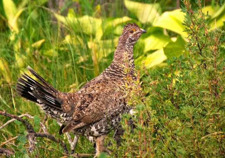 Game Birds Of North America – North American Nature