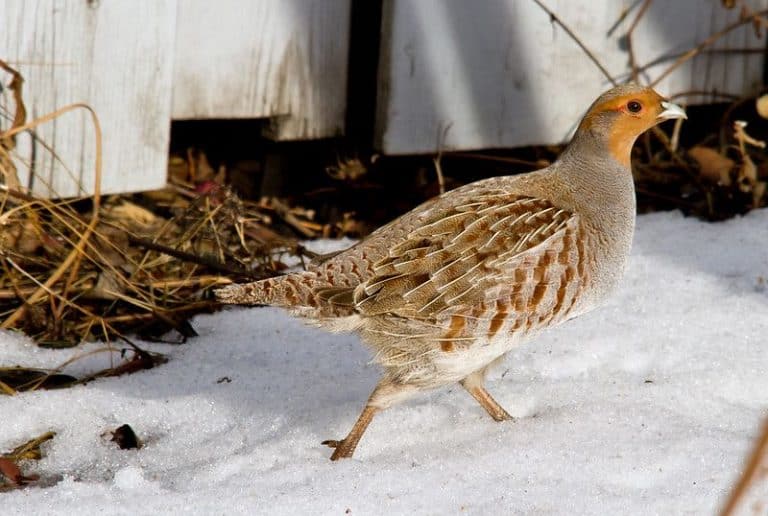 Game Birds Of North America – North American Nature
