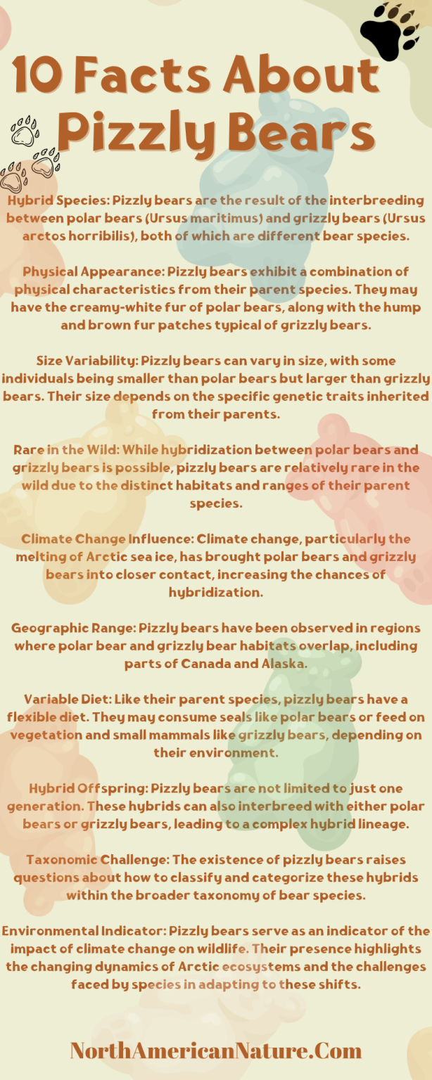 What Are Pizzly Bears And Grolar Bears? – North American Nature