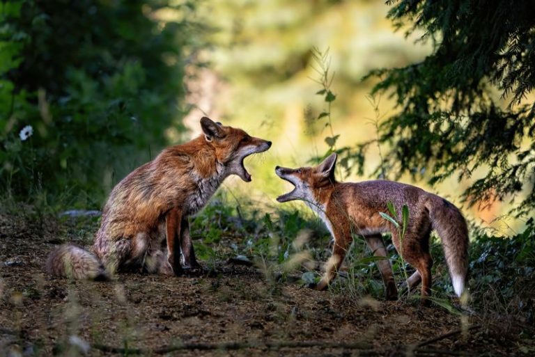 Why Do Foxes Scream At Night? – North American Nature