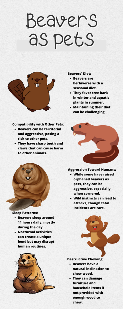 Do Beavers Make Good Pets?