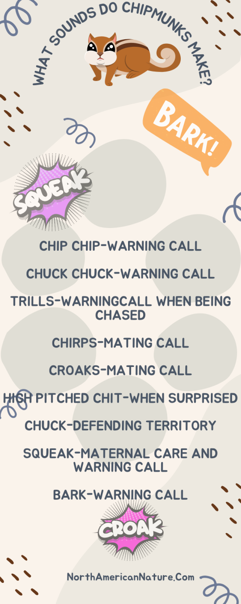 What Sounds Does A Chipmunk Make?