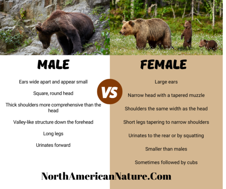 Spot The Difference Between A Male And Female Bear North American Nature