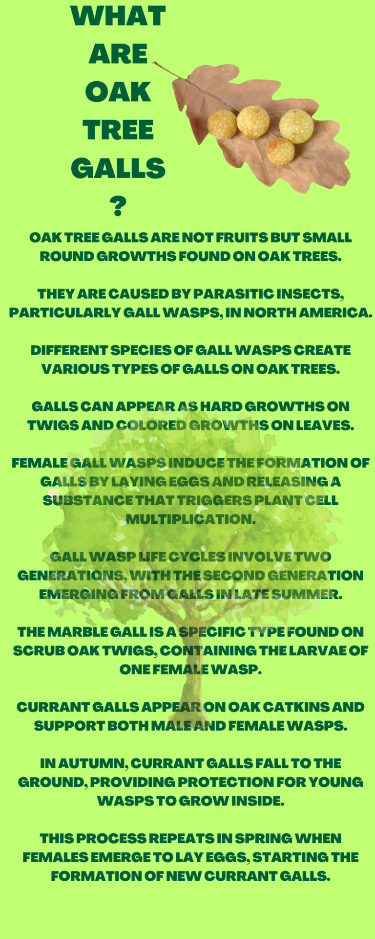 What Are Oak Tree Galls? – North American Nature