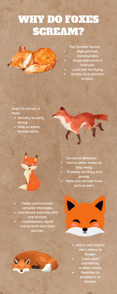 Why Do Foxes Scream At Night? – North American Nature