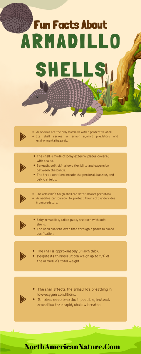 8 Facts You May Not Know About The Armadillo Shell – North American Nature